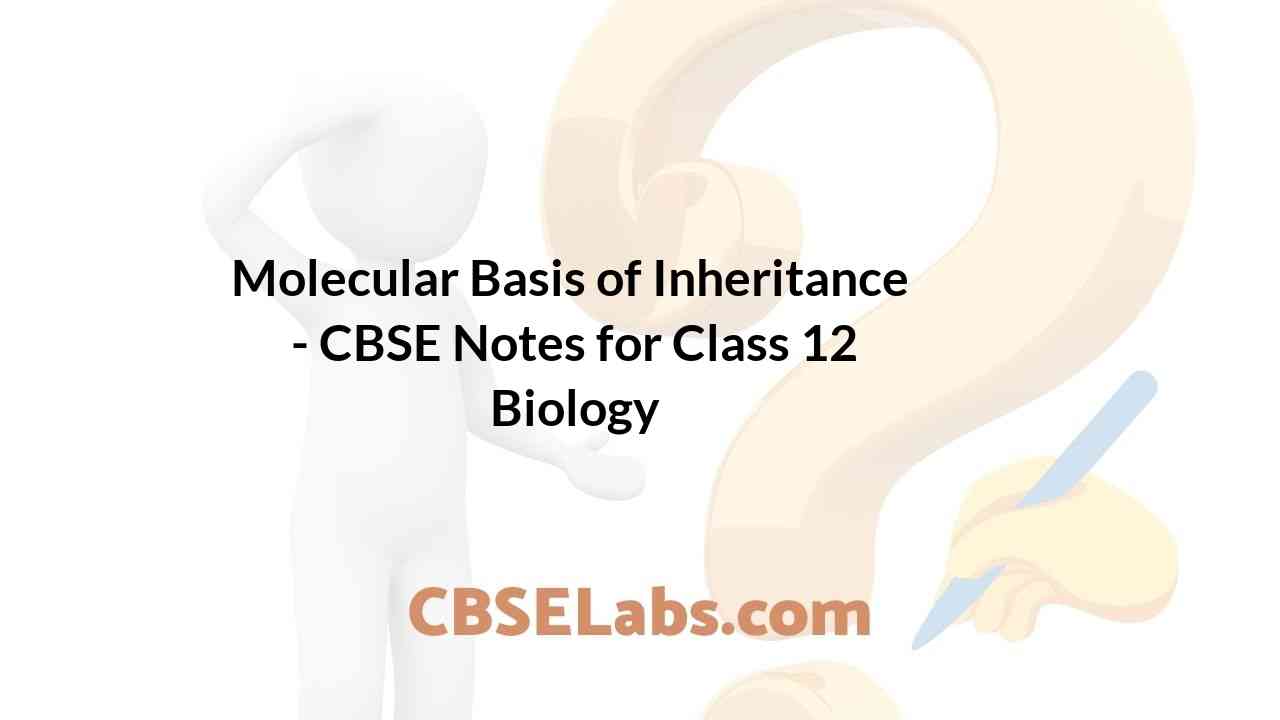 Molecular Basis of Inheritance - CBSE Notes for Class 12 Biology - CBSE ...