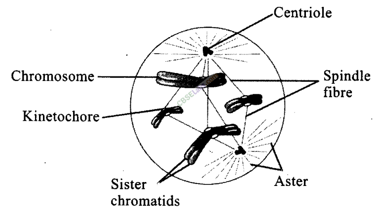 NCERT Exemplar Class 11 Biology Chapter 10 Cell Cycle and Cell Division ...