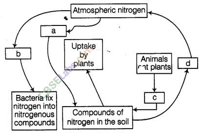 NCERT Exemplar Class 8 Science Chapter 2 Micro organisms: Friend and ...